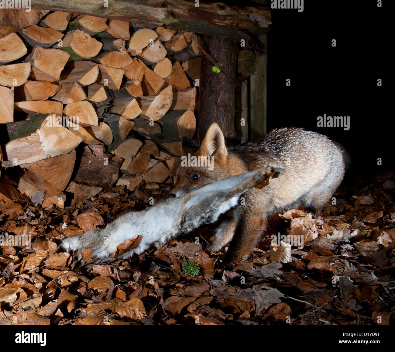 Red Fox (Vulpes vulpes), adult taking a dead wild rabbit Stock Photo ...