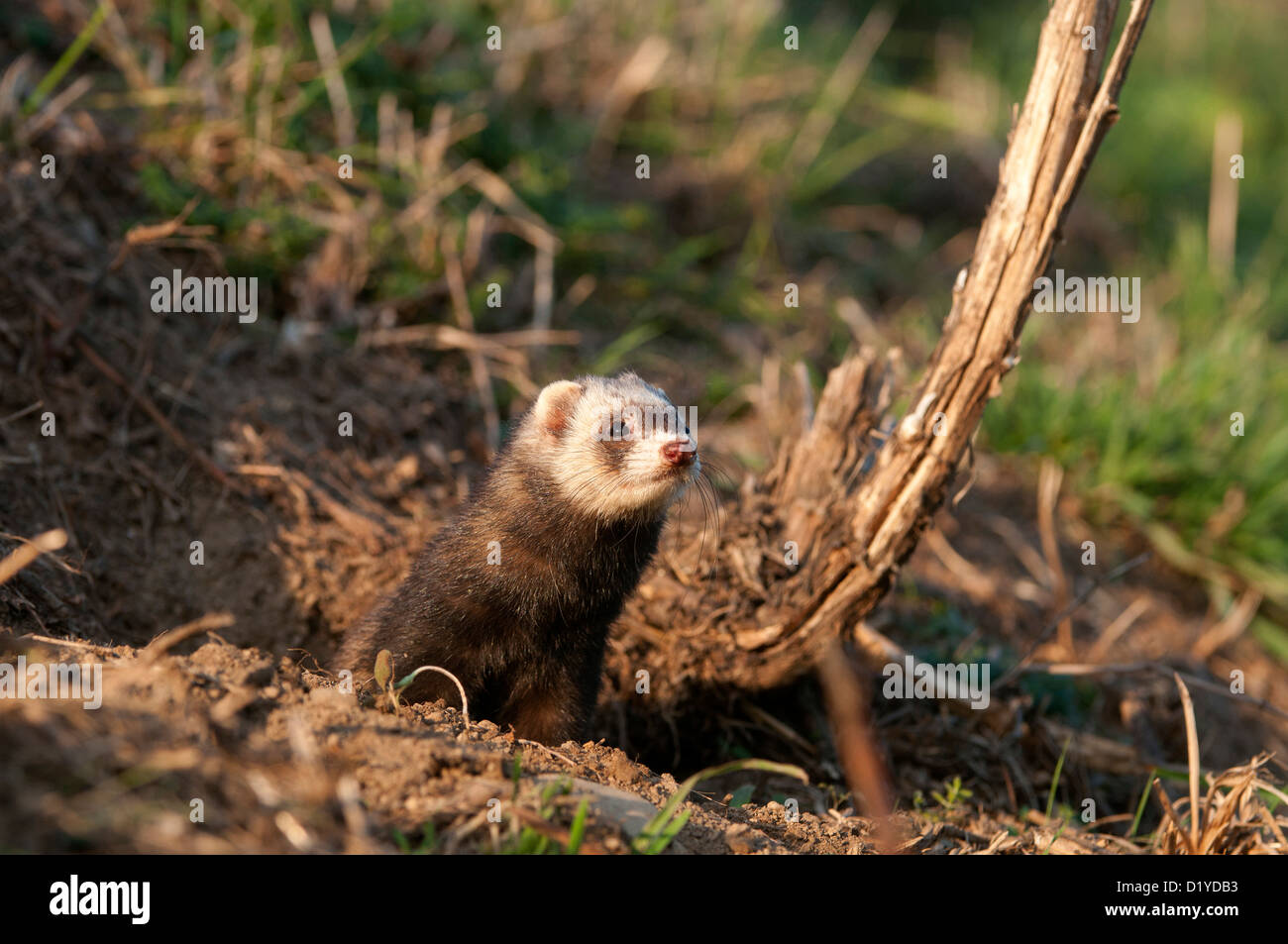 Ferret, Domestic Polecat (Mustela putorius f. furo) at wild rabbits den ...