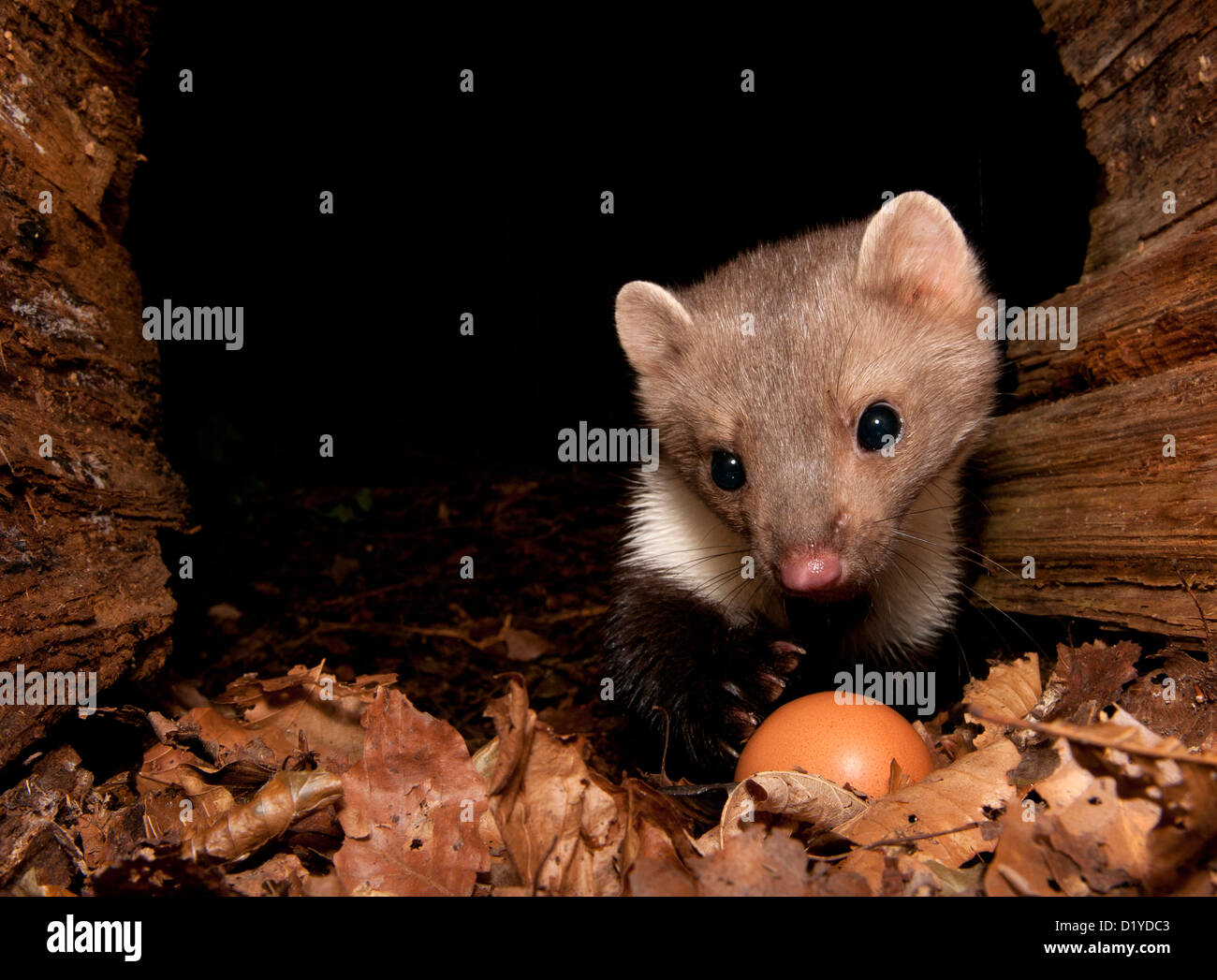 Stone Marten, Beech Marten (Martes foina) with hens egg Stock Photo - Alamy