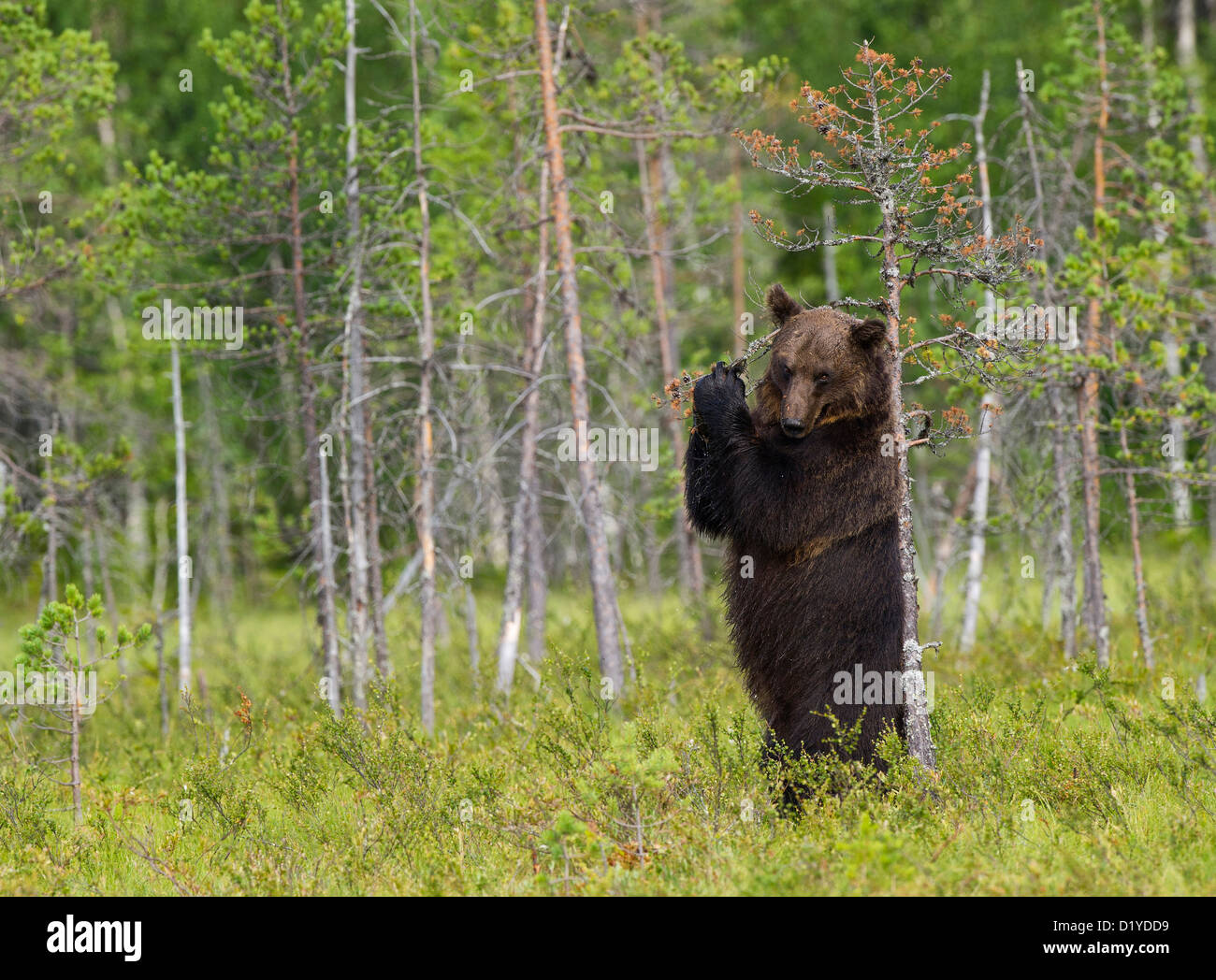 European Brown Bear (Ursus arctos) scratching its back on a small tree ...