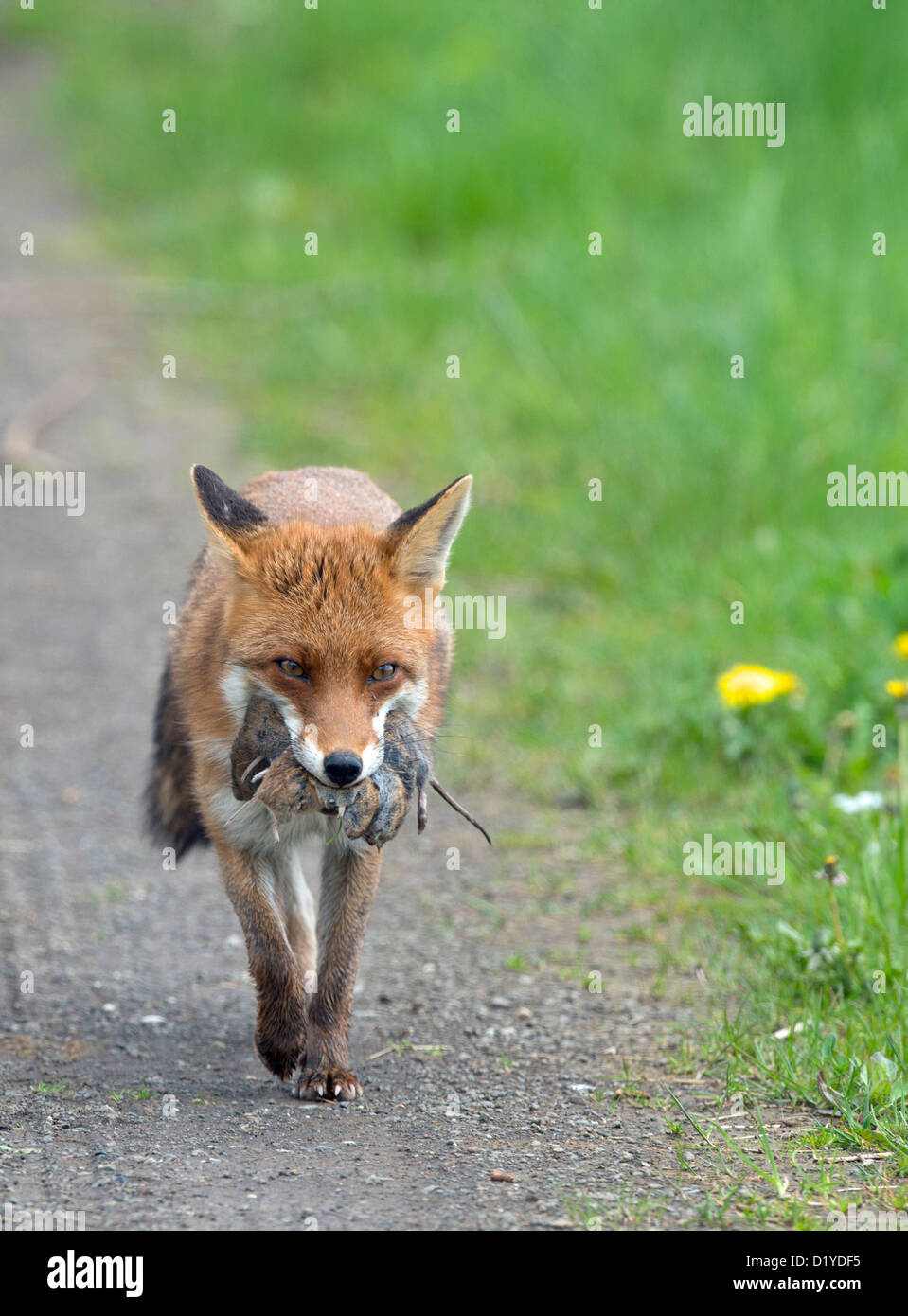 Mother fox carrying hi-res stock photography and images - Alamy
