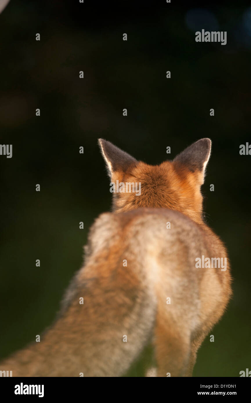 Rear view red fox hi-res stock photography and images - Alamy