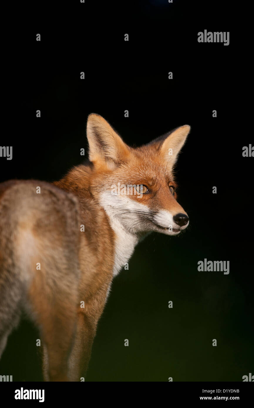 Red Fox (Vulpes vulpes), adult looking back over its shoulder Stock ...