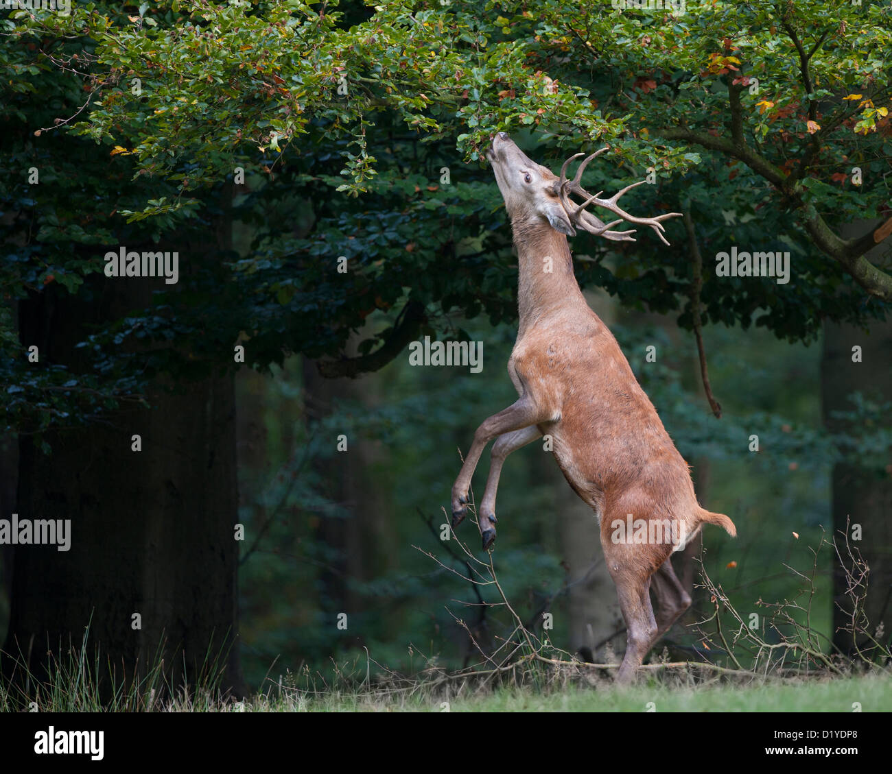 Red Deer (Cervus elaphus). Stags feeding from an oak Stock Photo - Alamy