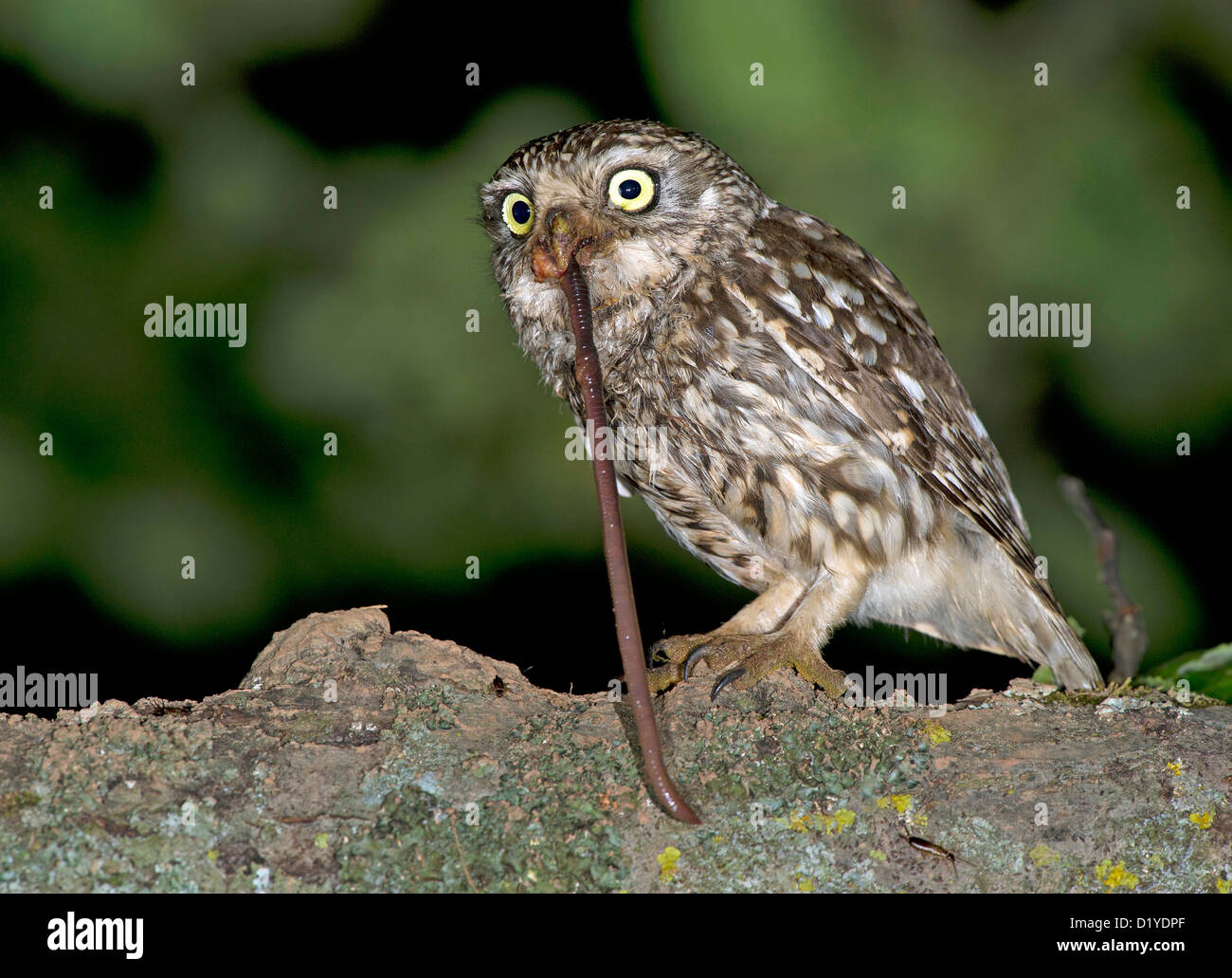 Little owl noctua eating worm hi-res stock photography and images - Alamy