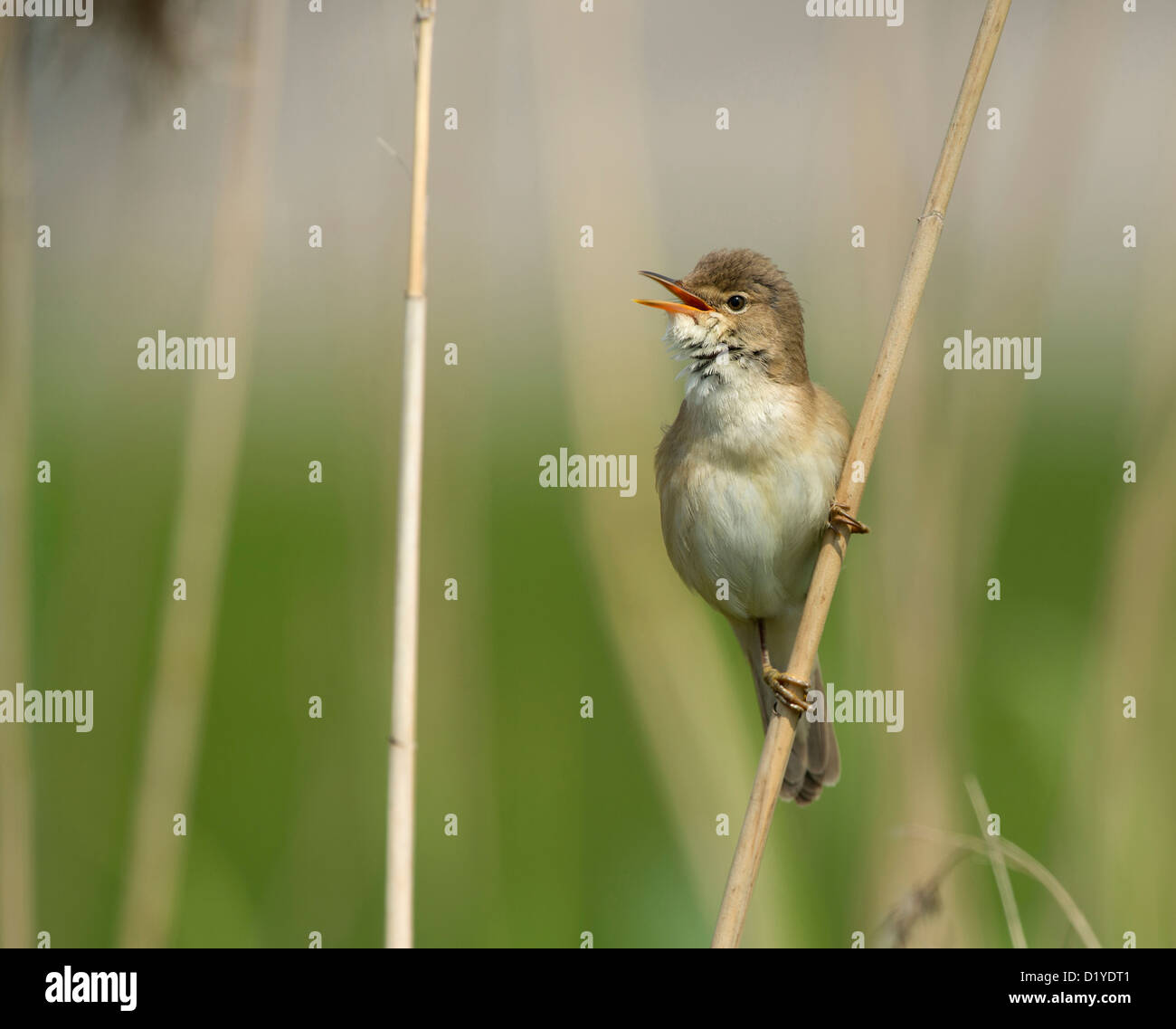 Reed Warbler (Acrocephalus scirpaceus). Male clinging to reed stem ...