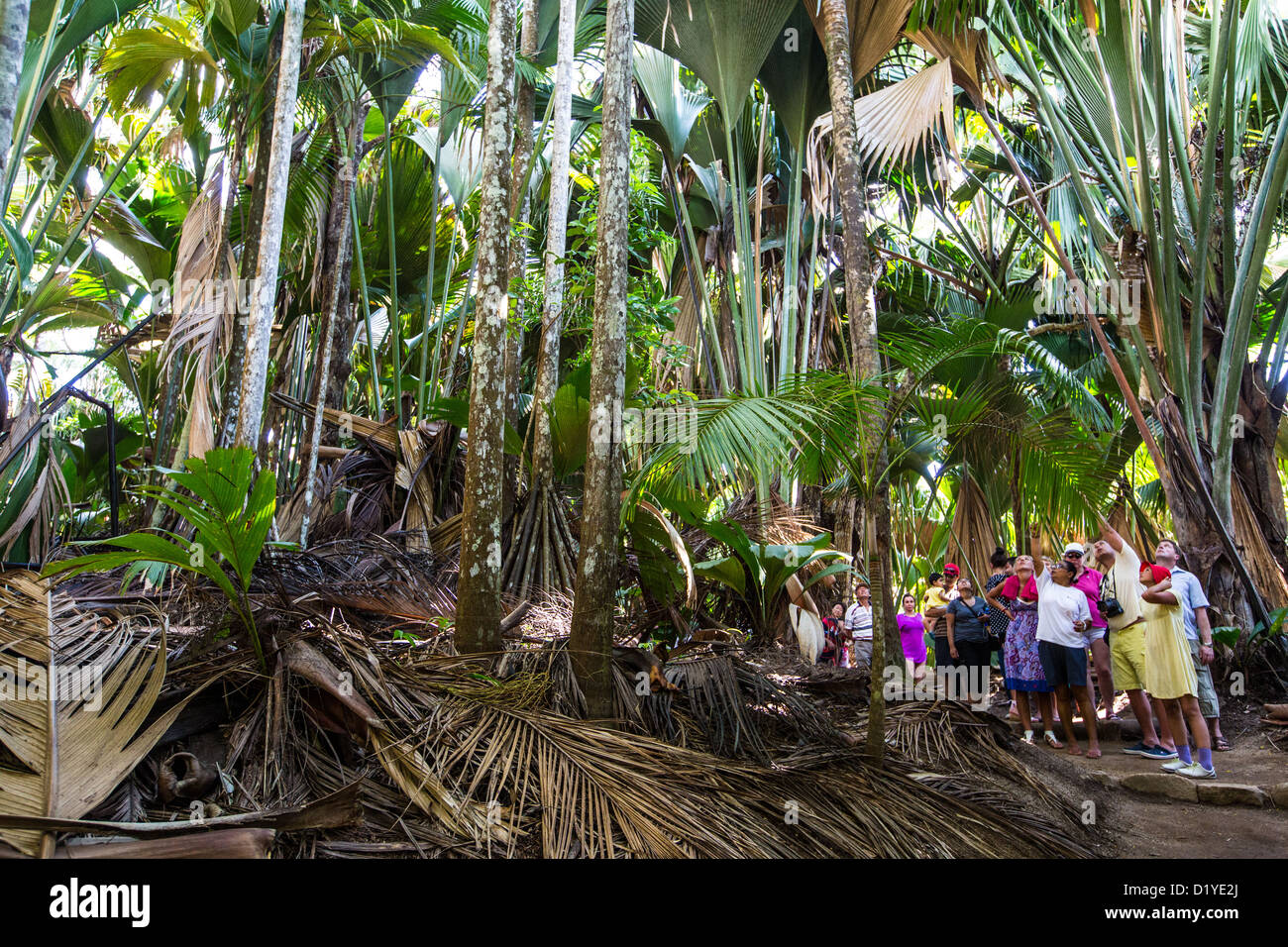 Tour group at Vallee de Mai Nature Reserve, Praslin Island, Seychelles ...