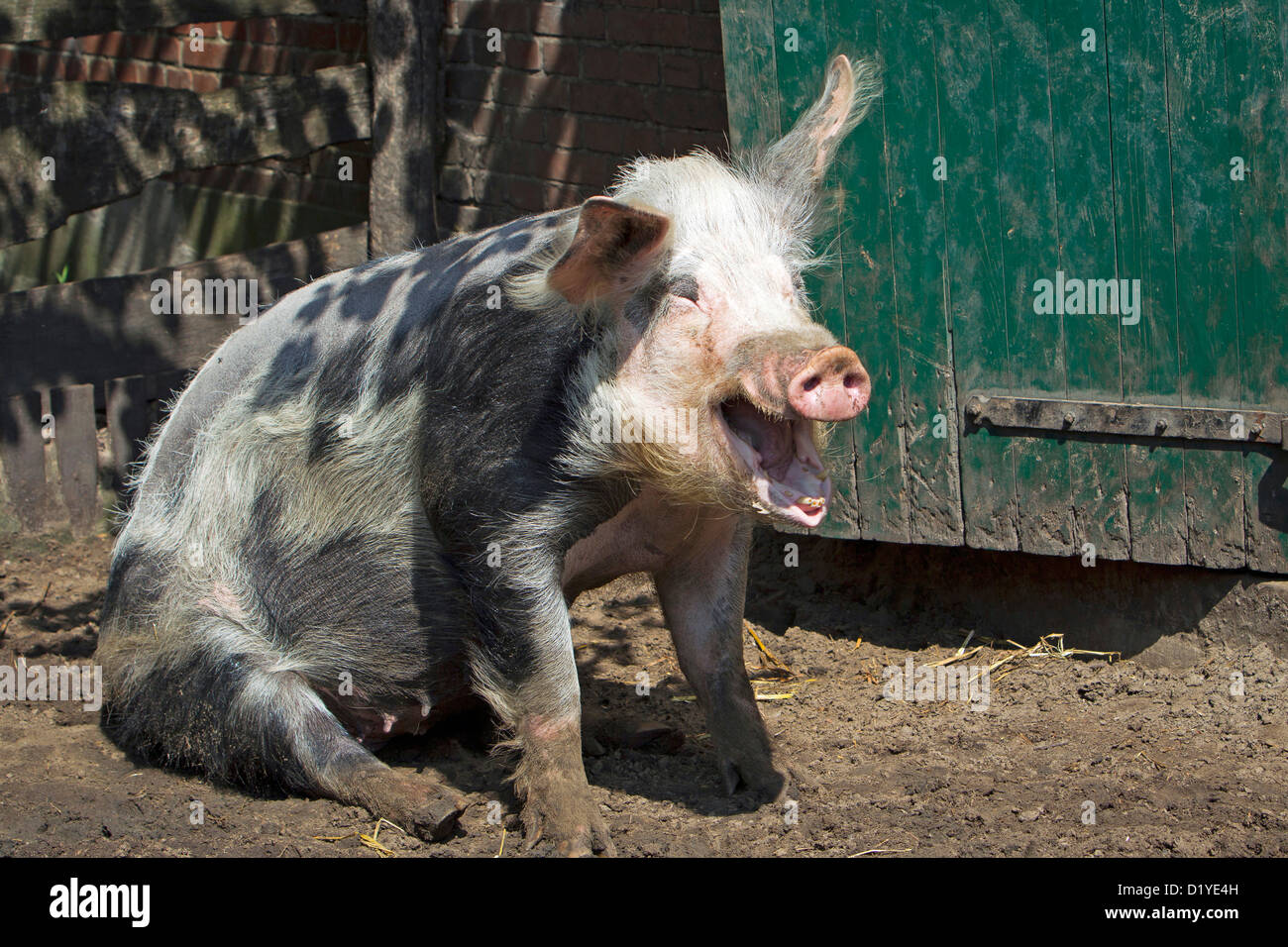 Bentheim Black Pied Pig. Sow sitting on its haunches while yawning ...