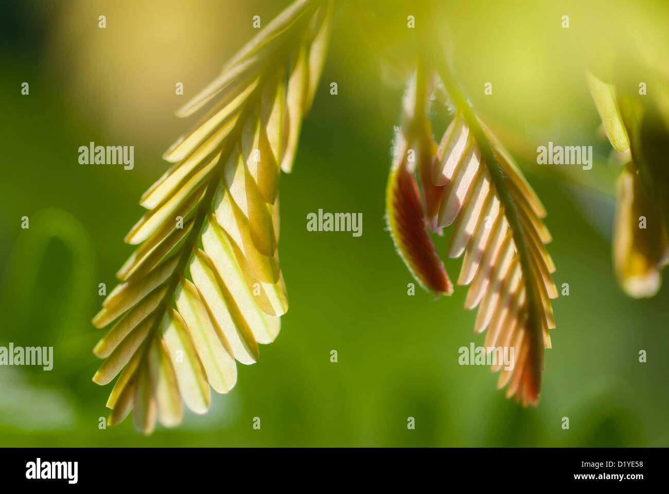 Green leaf growing Stock Photo - Alamy