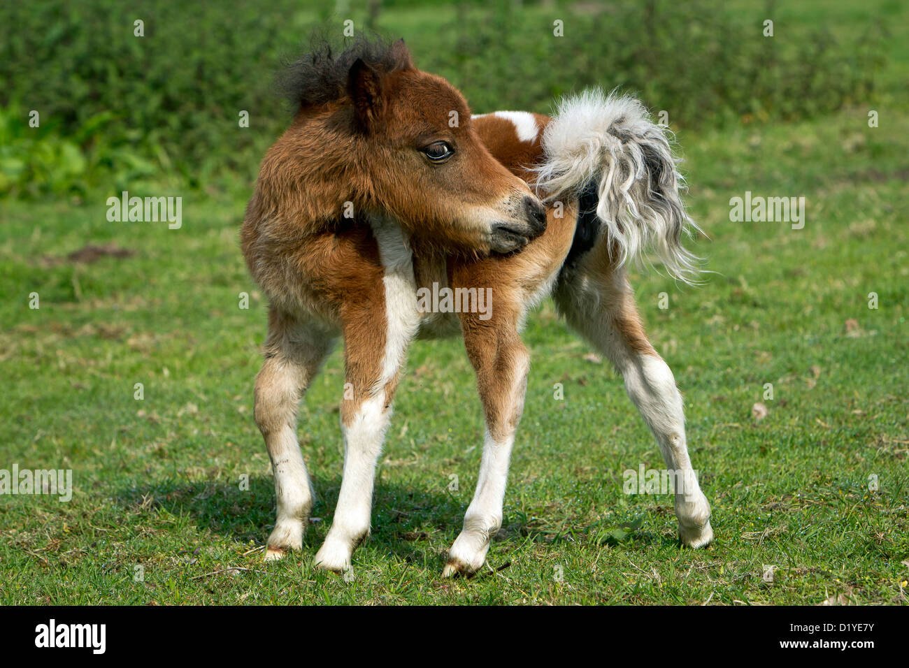 Miniature Shetland Pony. Pinto foal standing on a meadow, while ...