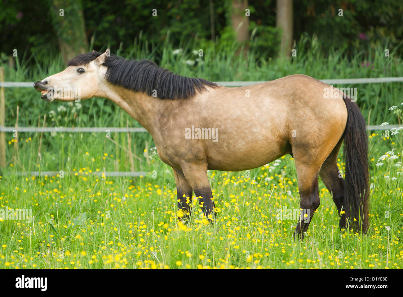 German Riding Pony. Dun stallion doing the flehmen on a flowering ...
