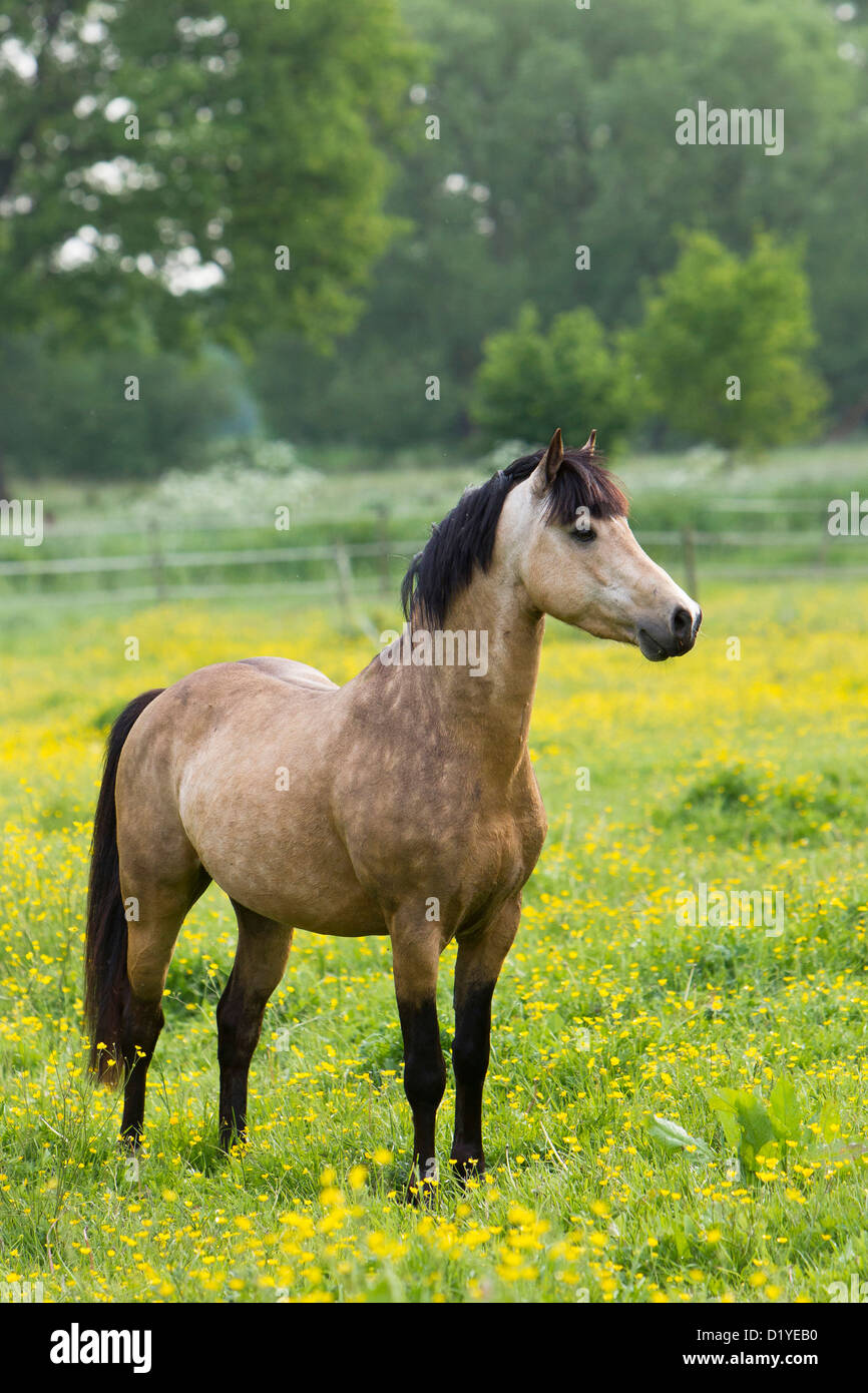German Riding Pony. Dun stallion standing on a flowering meadow Stock ...