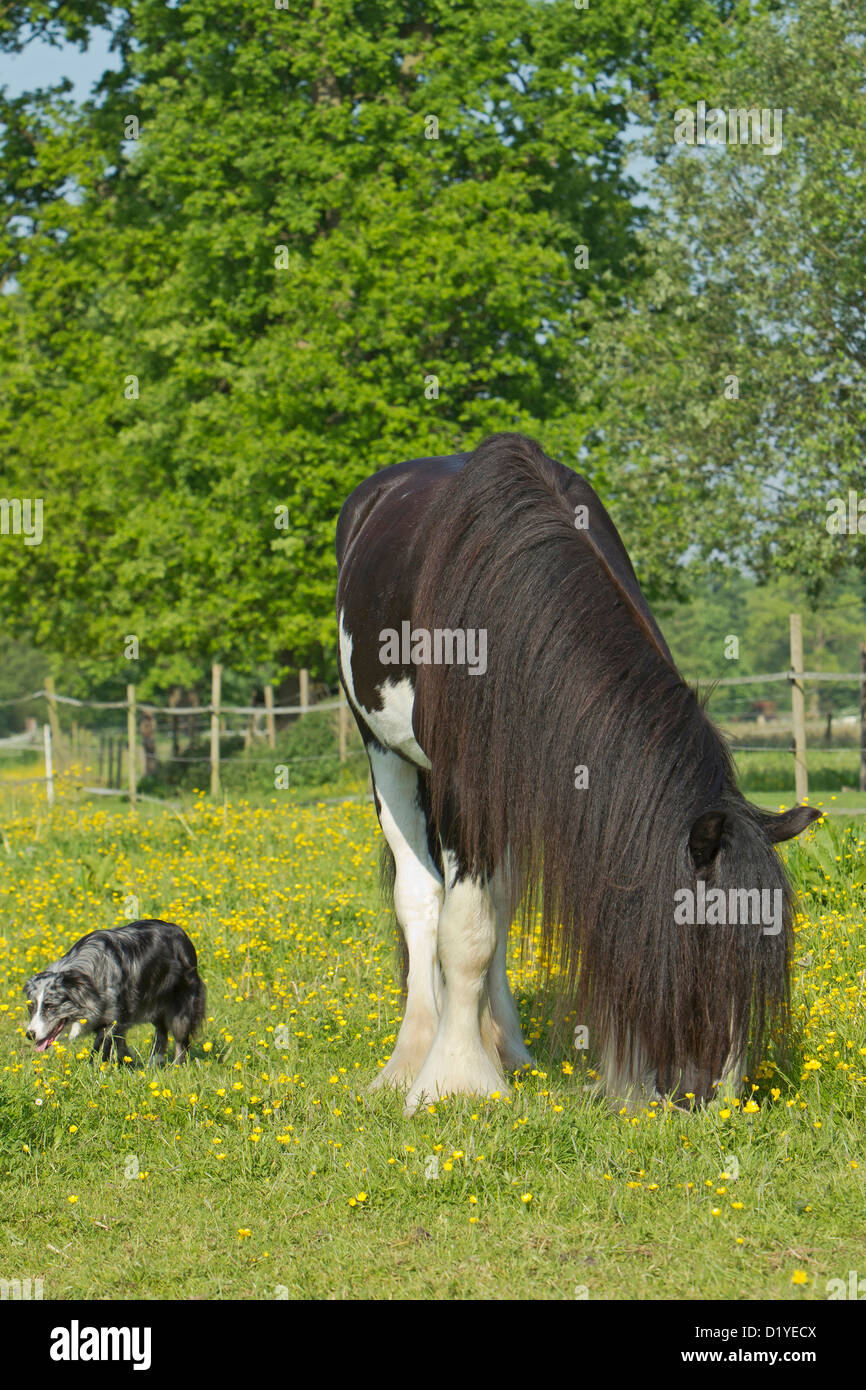 Shire horse breed draught horse hi-res stock photography and images - Alamy