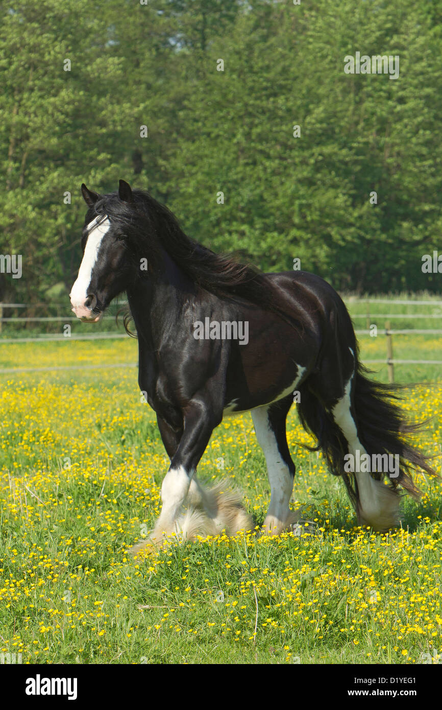 Shire horse trotting hi-res stock photography and images - Alamy