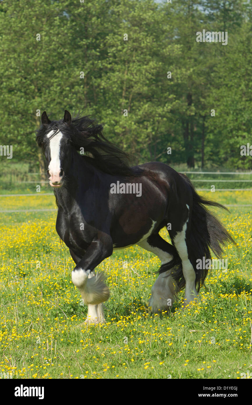 Shire horse trotting hi-res stock photography and images - Alamy