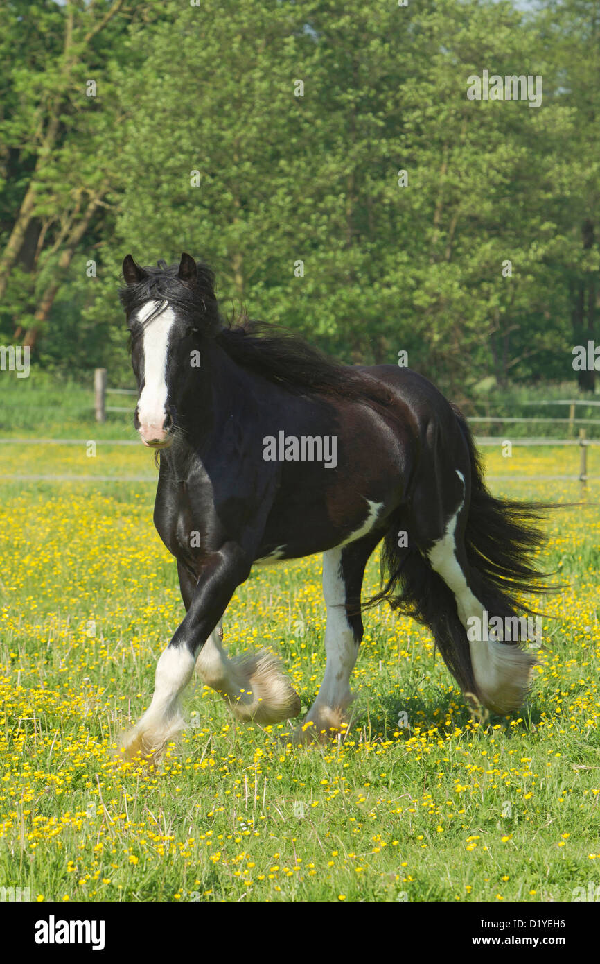 Shire horse trotting hi-res stock photography and images - Alamy