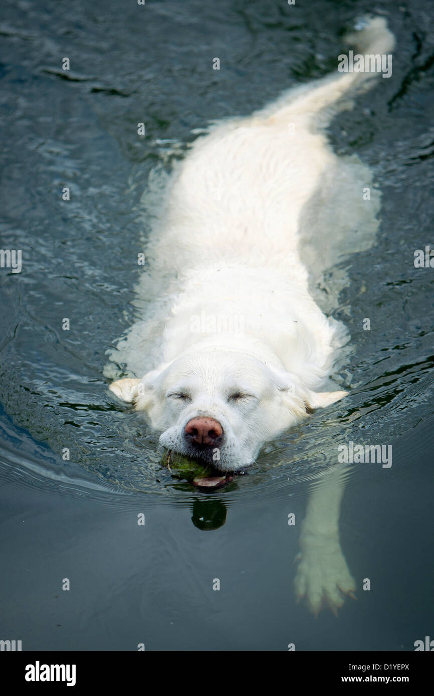 Labrador Retriever, swimming Stock Photo - Alamy