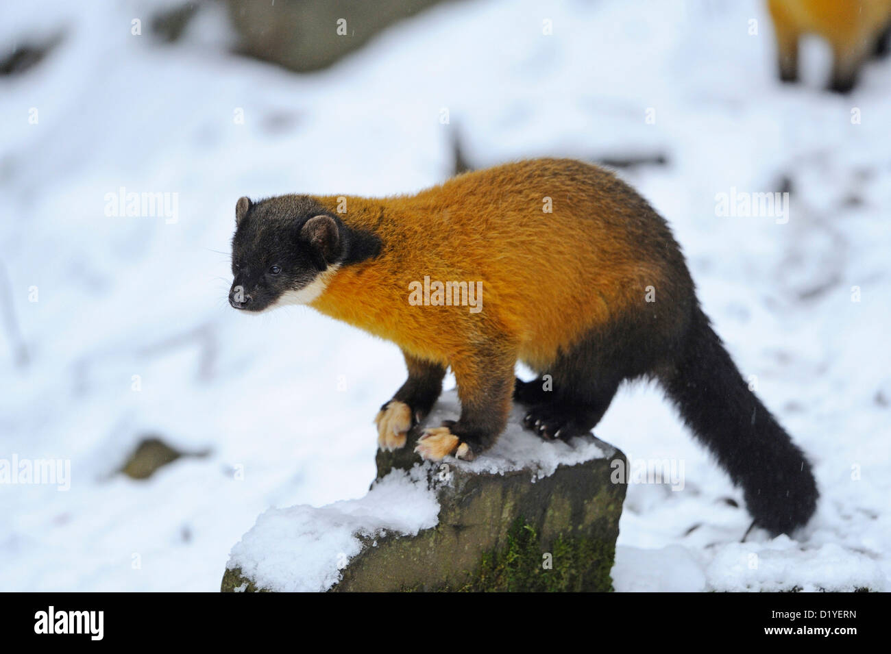 Marten s hi-res stock photography and images - Alamy