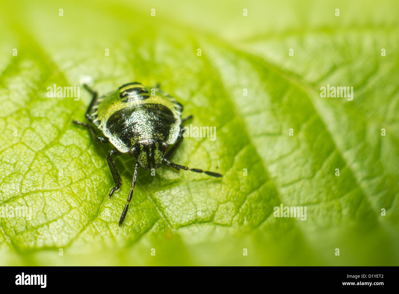 Portrait of a bug Stock Photo - Alamy