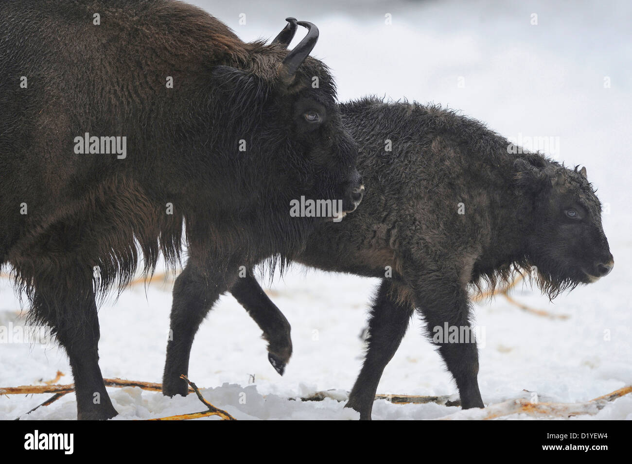 European Bison, Wisent (Bison bonasus). Female and young walking in ...
