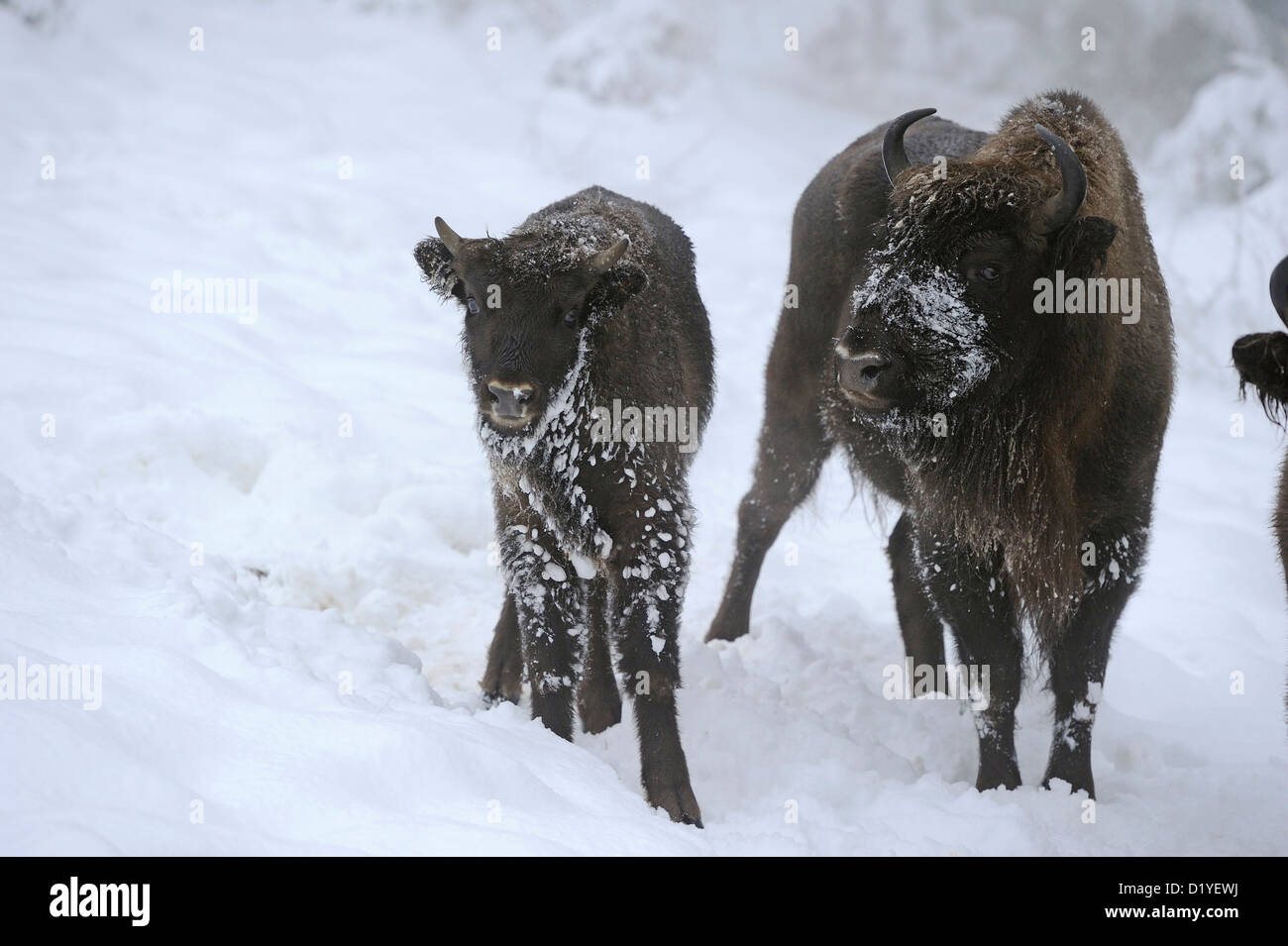 European Bison, Wisent (Bison bonasus). Female and young in snow ...