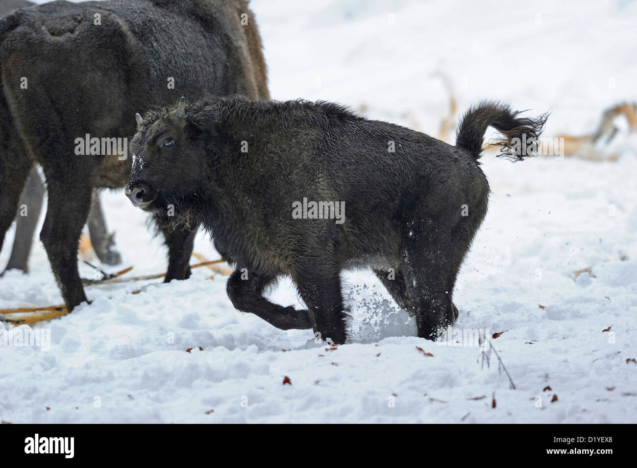 European Bison, Wisent (Bison bonasus). Young running in snow. Bavarian ...