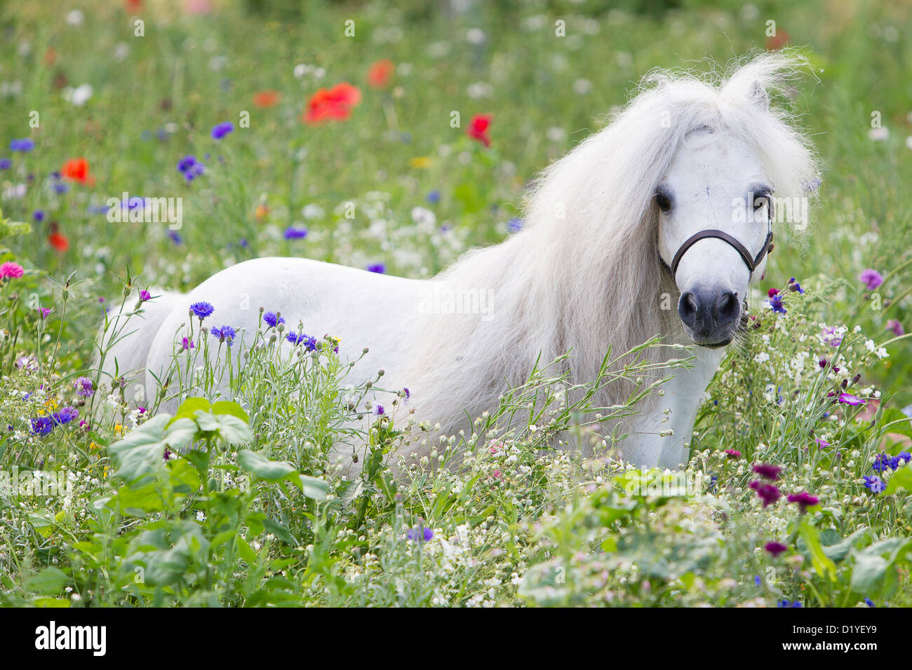 Miniature Shetland Pony (Equus ferus caballus). Gray stallion standing ...