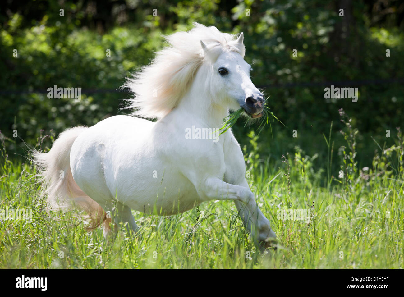 Shetland Pony (Equus ferus caballus). Gray mare in a gallop on a meadow ...