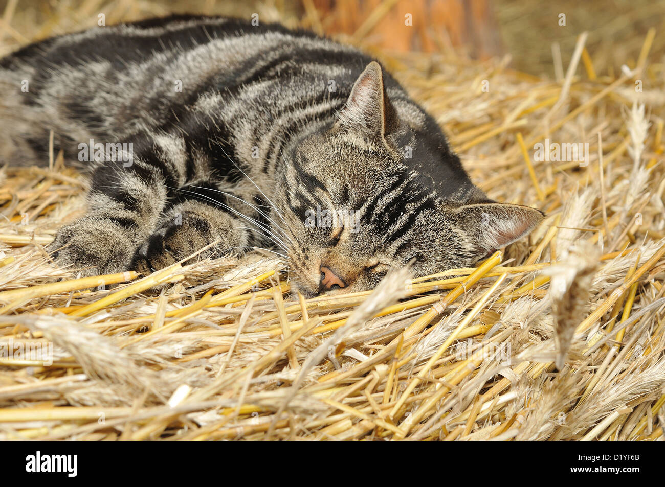 Domestic Cat. Tabby adult sleeping on straw Stock Photo - Alamy