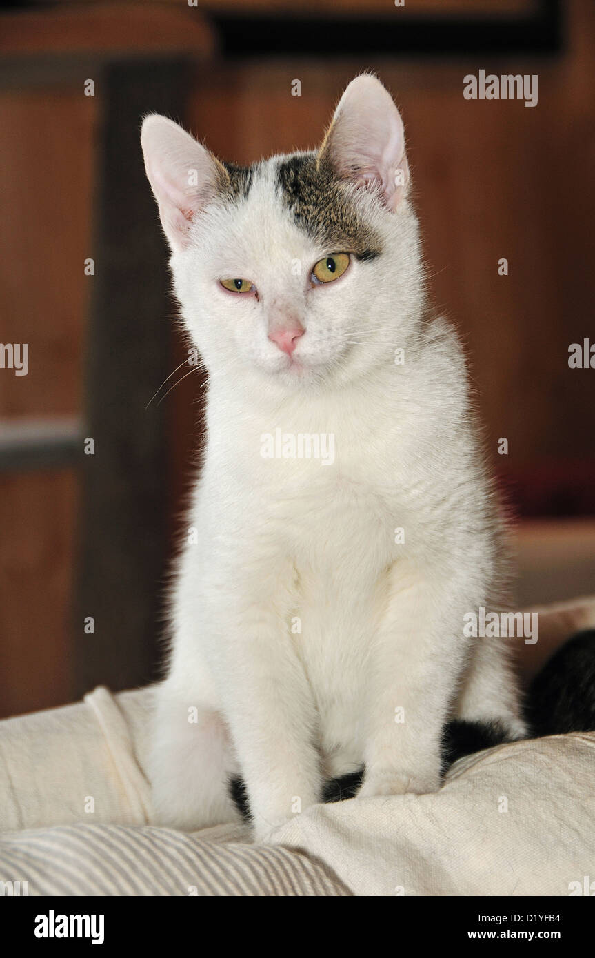 Domestic Cat. Kitten sitting on a sofa Stock Photo - Alamy