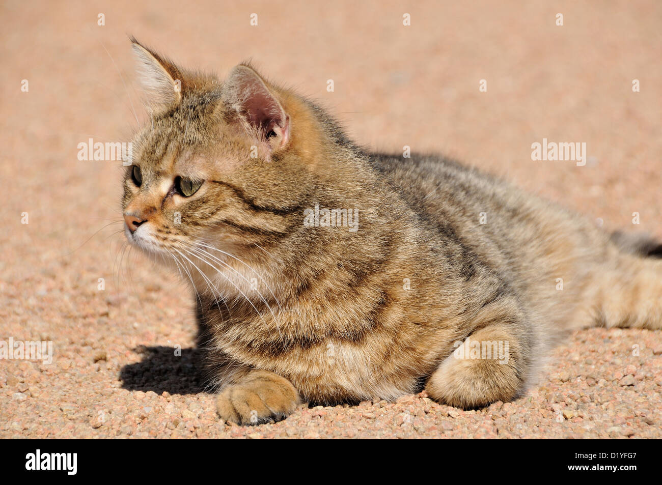 Domestic Cat lying on a path Stock Photo - Alamy