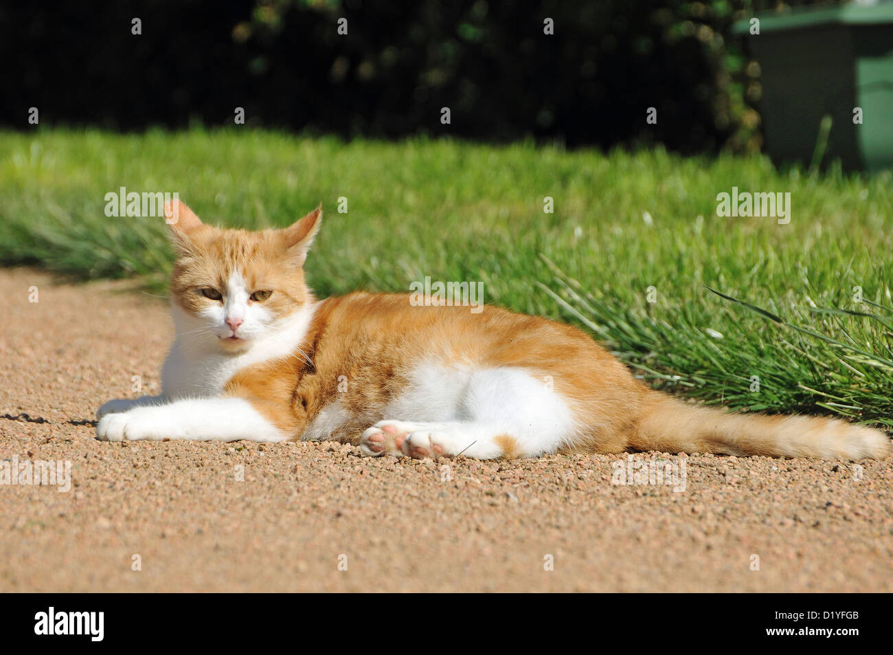 Domestic Cat lying on a path Stock Photo - Alamy