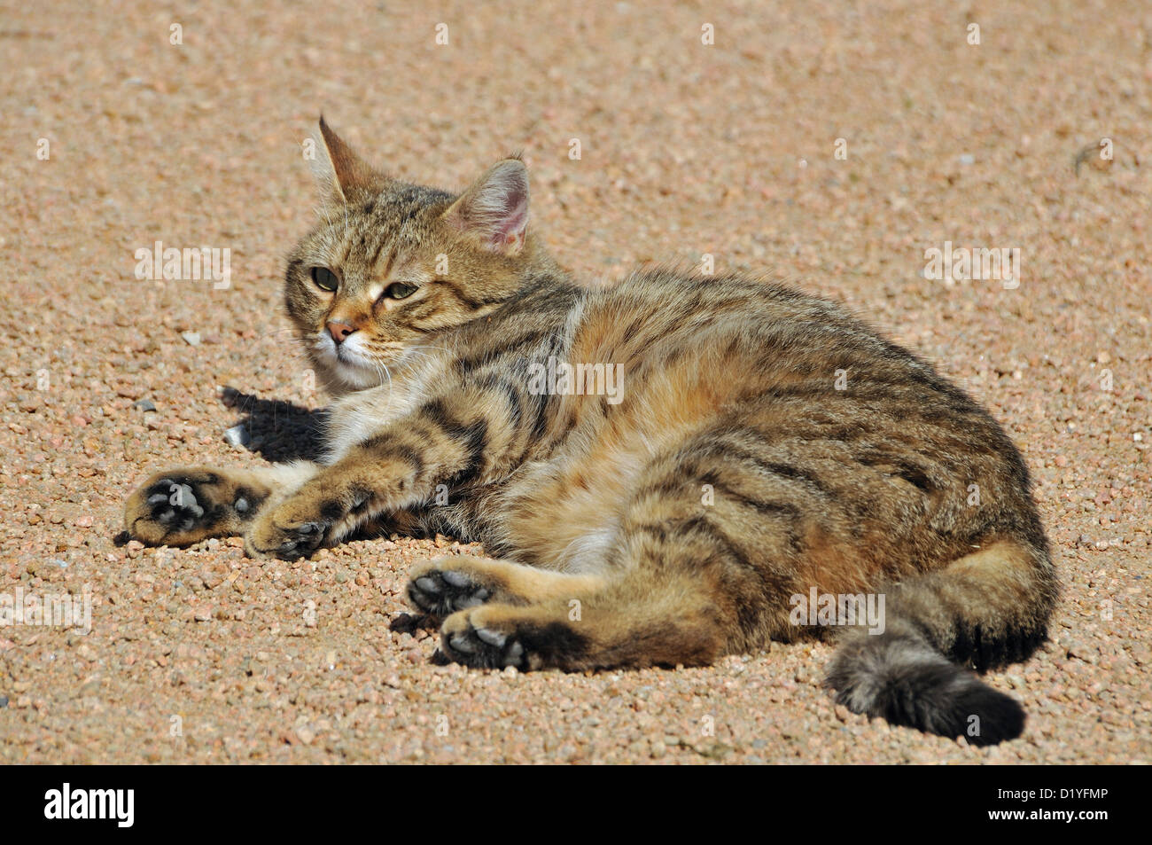 Domestic Cat lying on a path Stock Photo - Alamy
