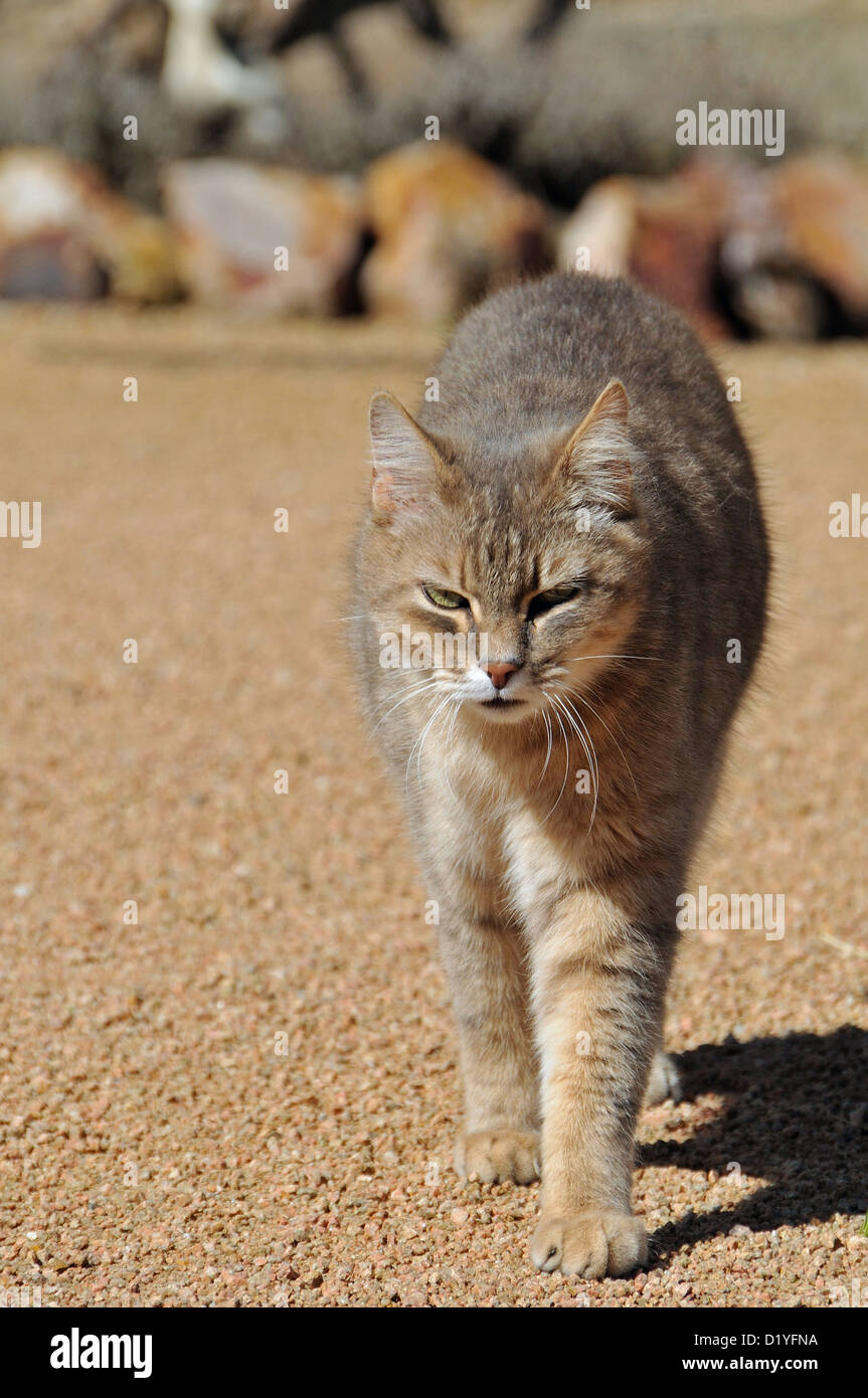 Domestic Cat walking on a path Stock Photo - Alamy