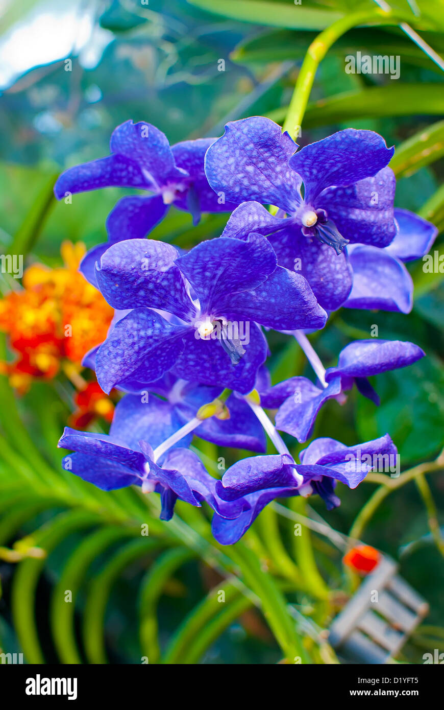 colorful orchid blossoms in a flower garden Stock Photo - Alamy
