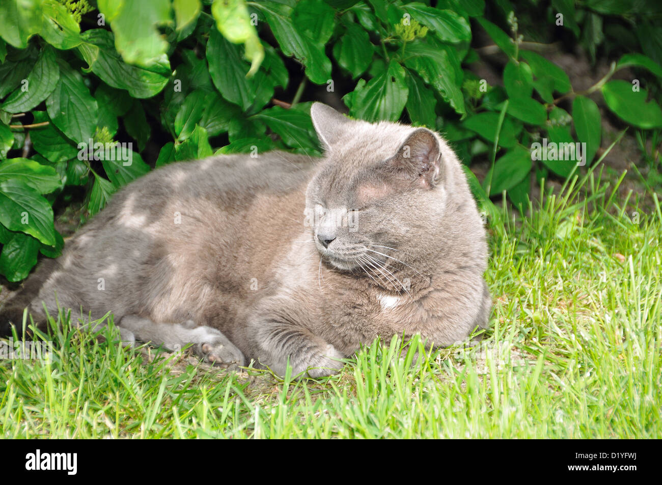 Domestic Cat. Adult lying in grass in front of a beech hedge Stock ...