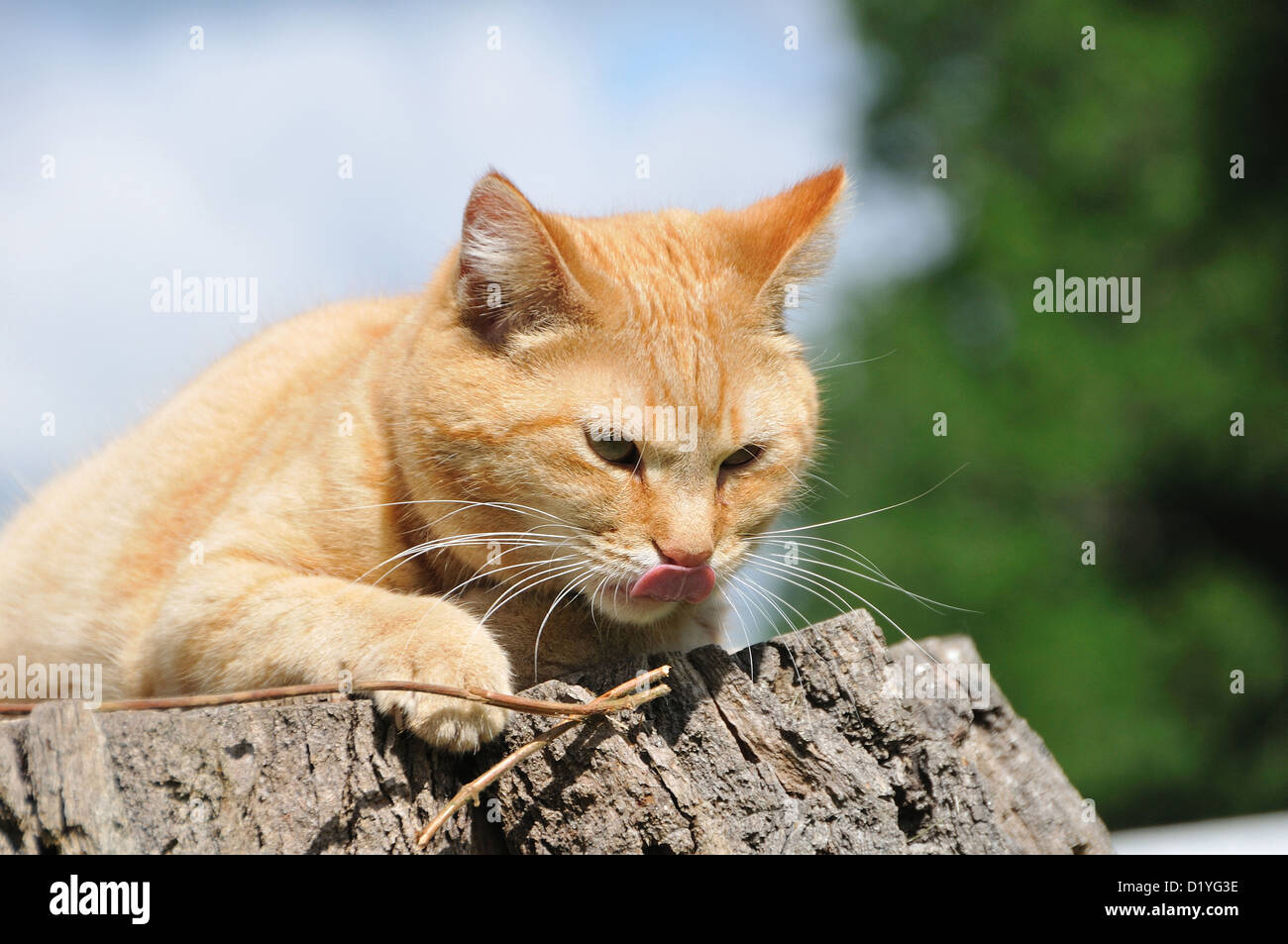 Domestic Cat. Red cat lying on a tree stump while licking its nose ...
