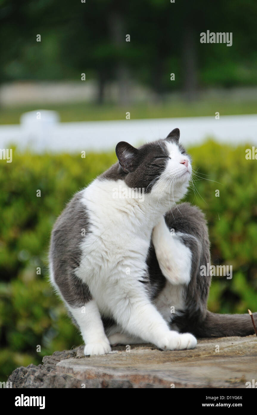 Cat scratching head hi-res stock photography and images - Alamy