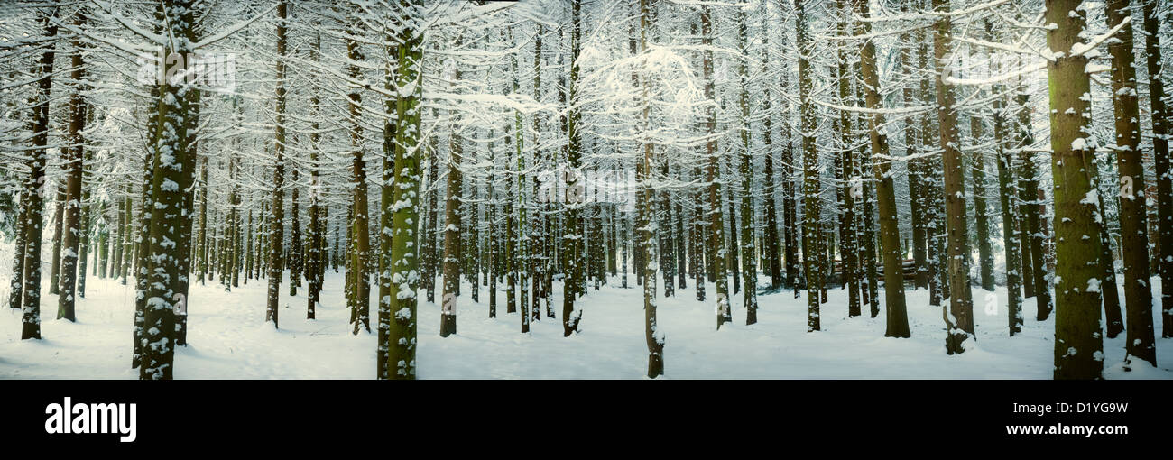 Winter magic frosty cold january christmas scene Stock Photo - Alamy