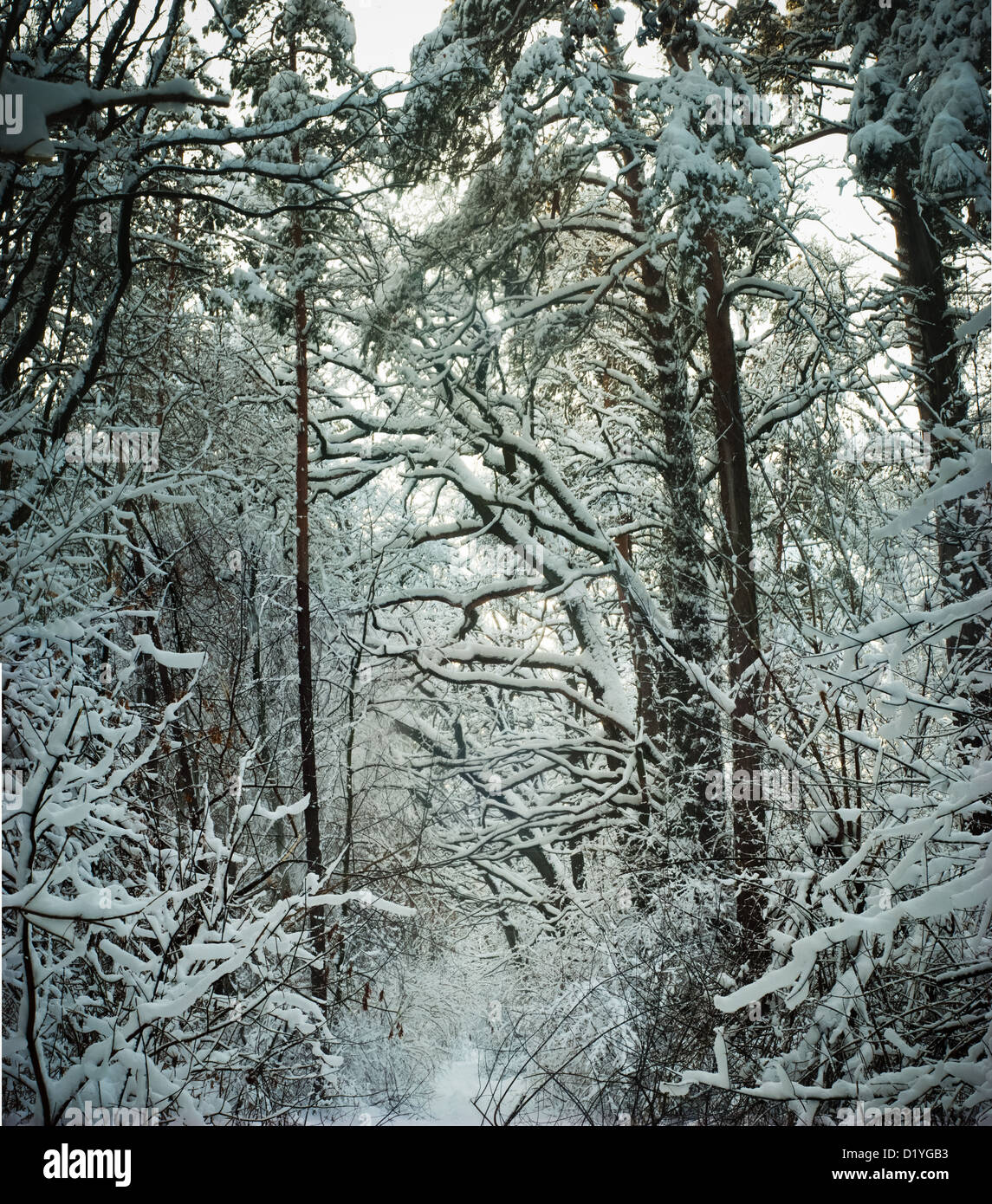 Winter magic frosty cold january scene Stock Photo - Alamy