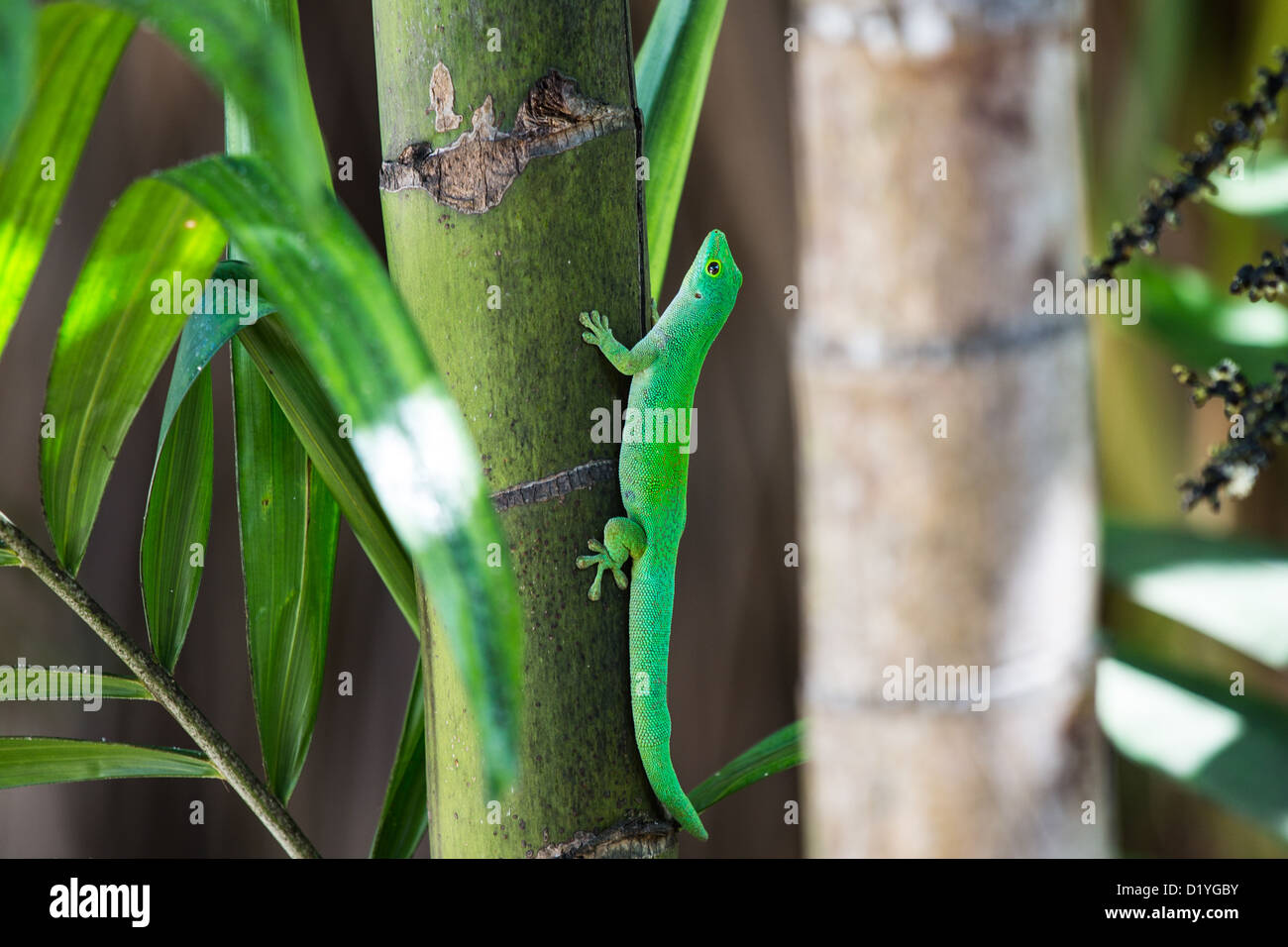 Lizard on Praslin Island, Seychelles Stock Photo - Alamy