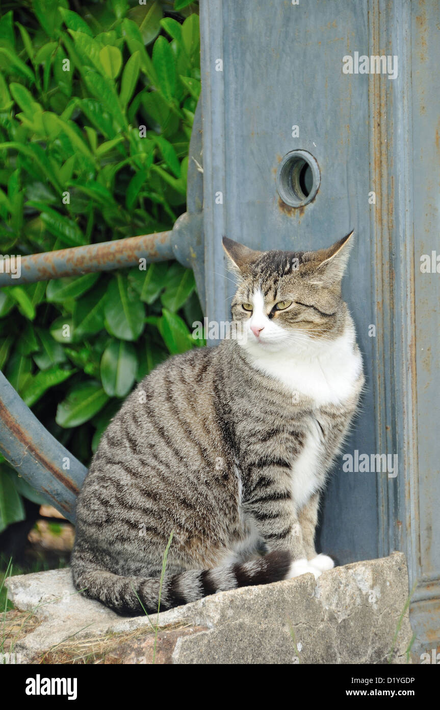 Domestic Cat, sitting Stock Photo - Alamy