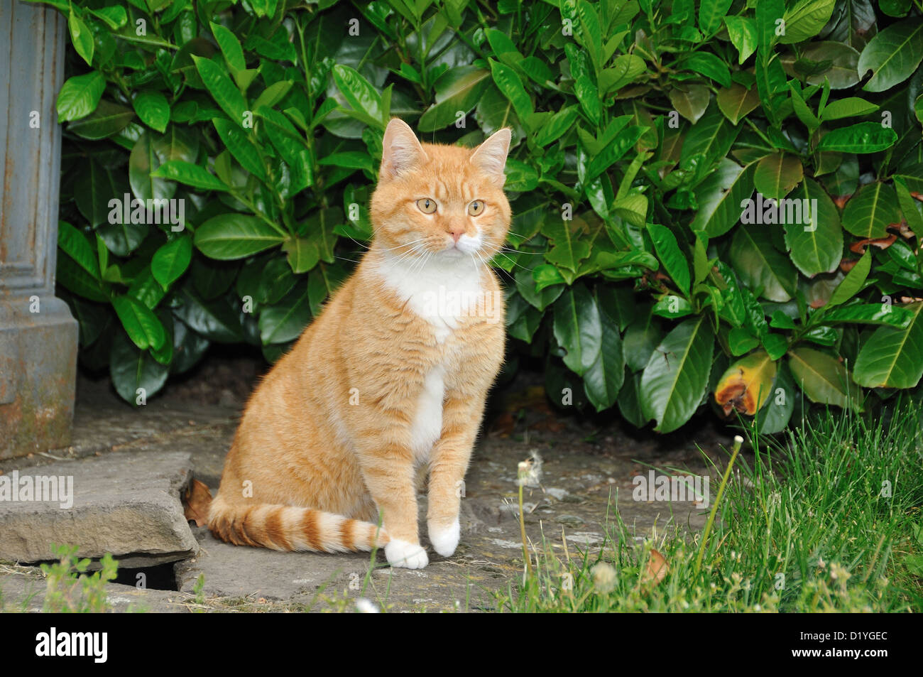 Domestic Cat. Red-and-white adult sitting in front of a hedge Stock ...