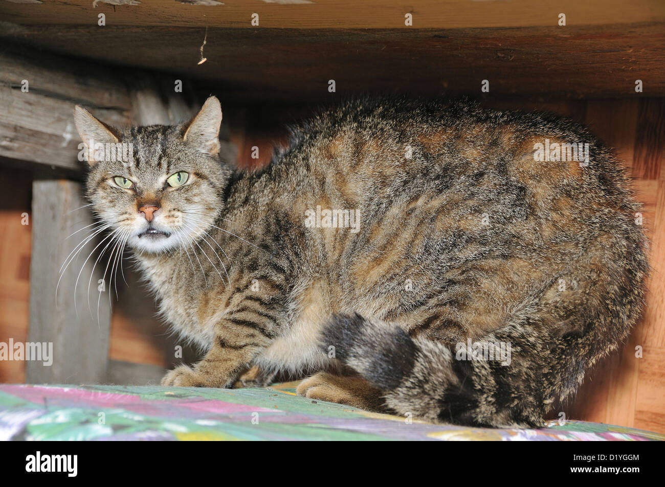 Angry domestic Cat in its hide Stock Photo - Alamy