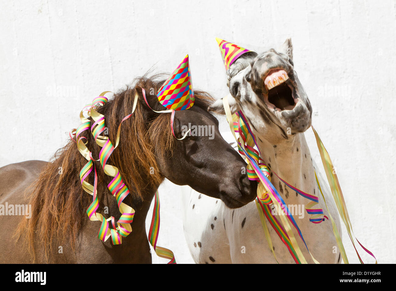Shetland Pony. Bay horse and leopard spotted horse with colorful hats ...