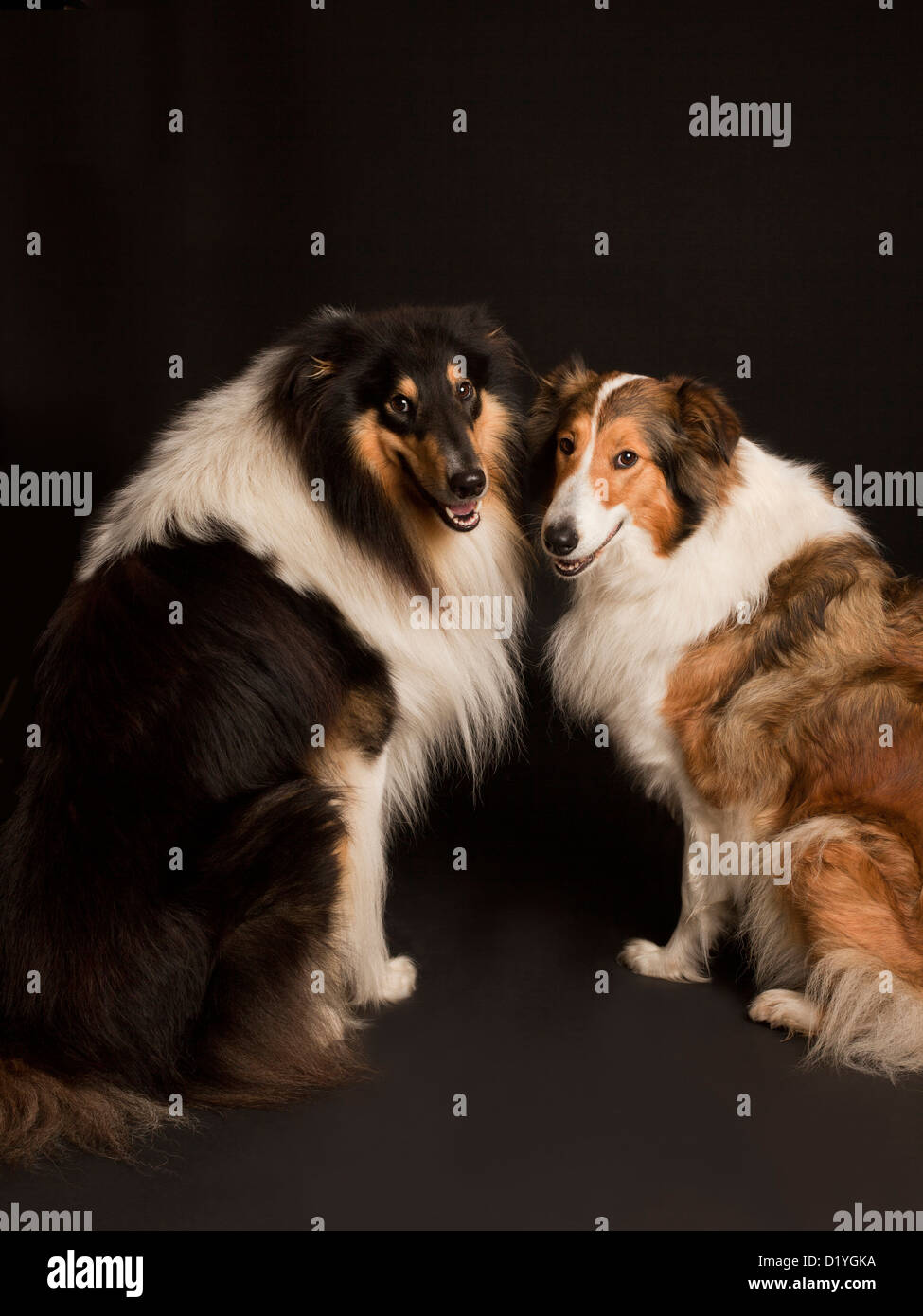 Rough collie male hi-res stock photography and images - Alamy