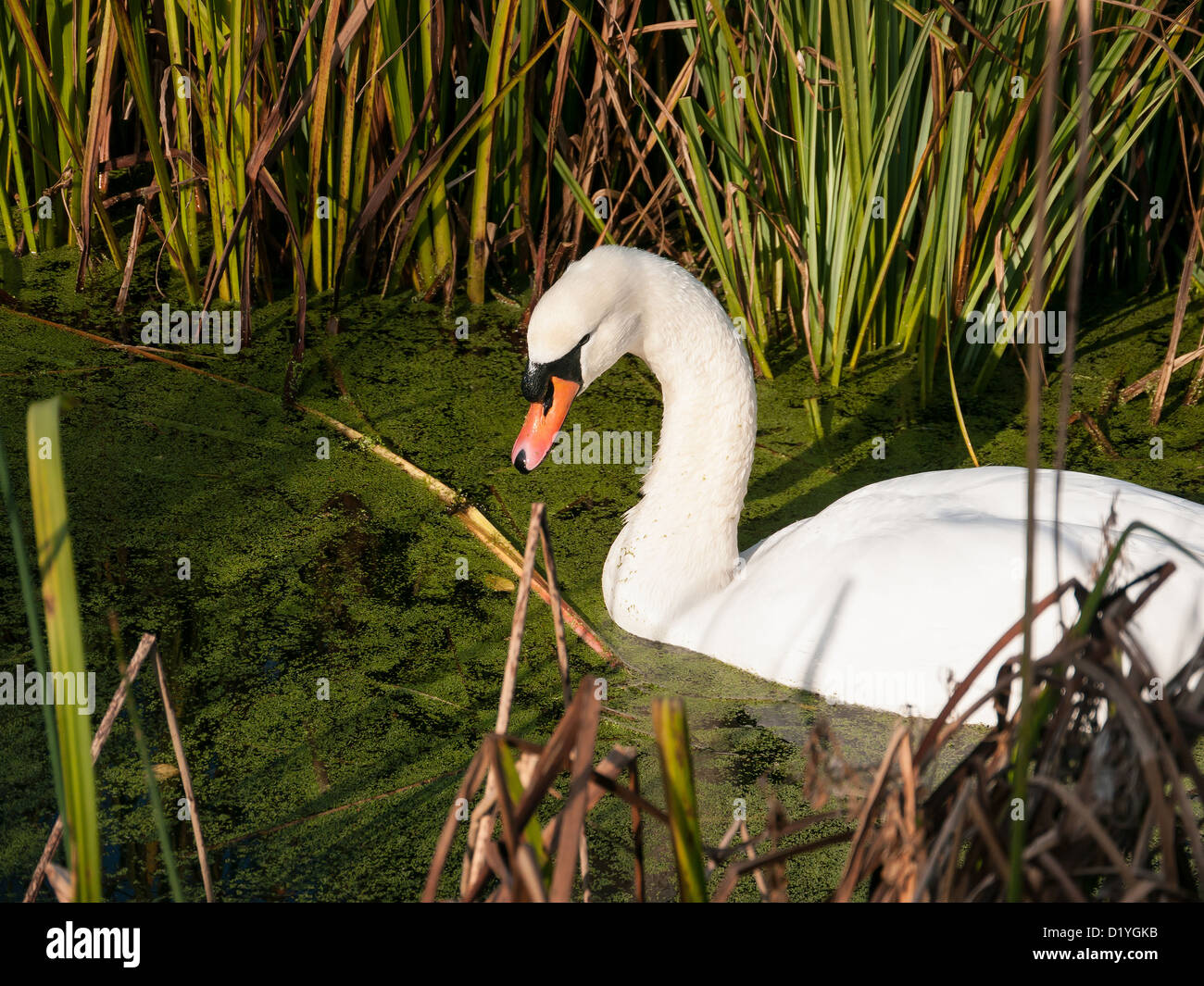 White swan among the reeds on the pond in the Autumn at London Wetlands ...