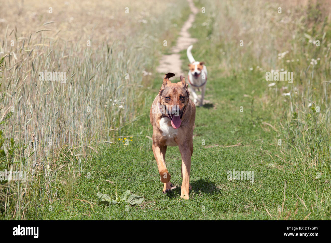 Running through corn field hi-res stock photography and images - Alamy