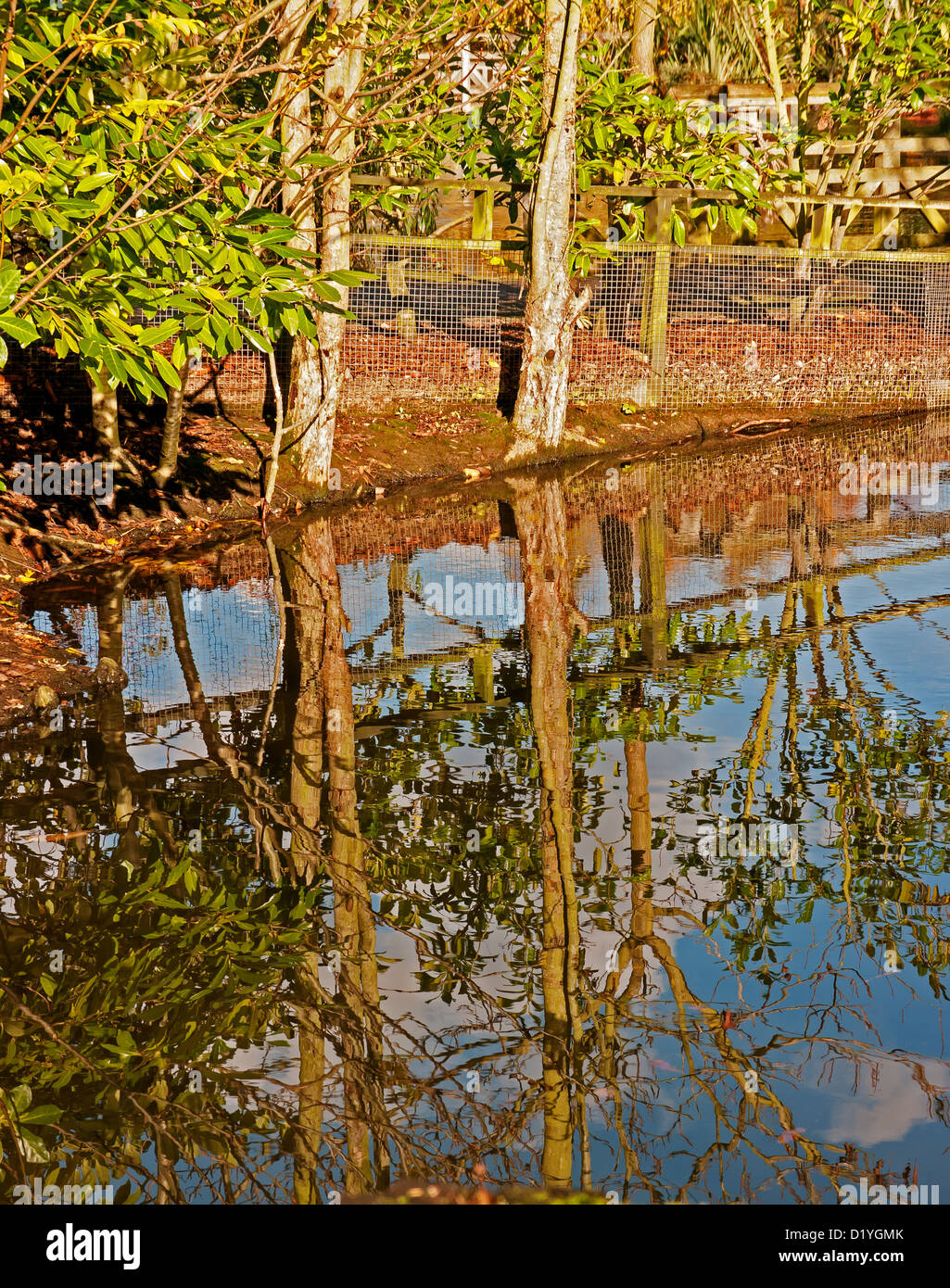 Reflection of Beech trees in full Autumn colour in the London Wetlands ...