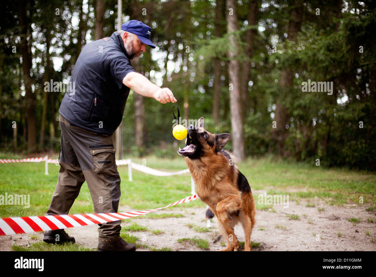 German Shepherd, Alsatian. Man training dog Stock Photo - Alamy